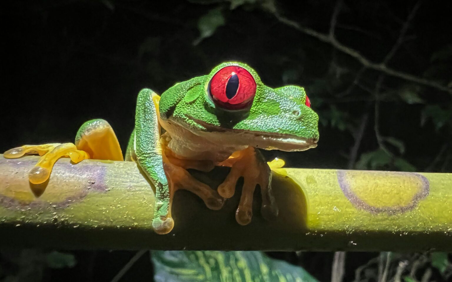 Wilde Tracks – Change Today To Protect Tomorrow