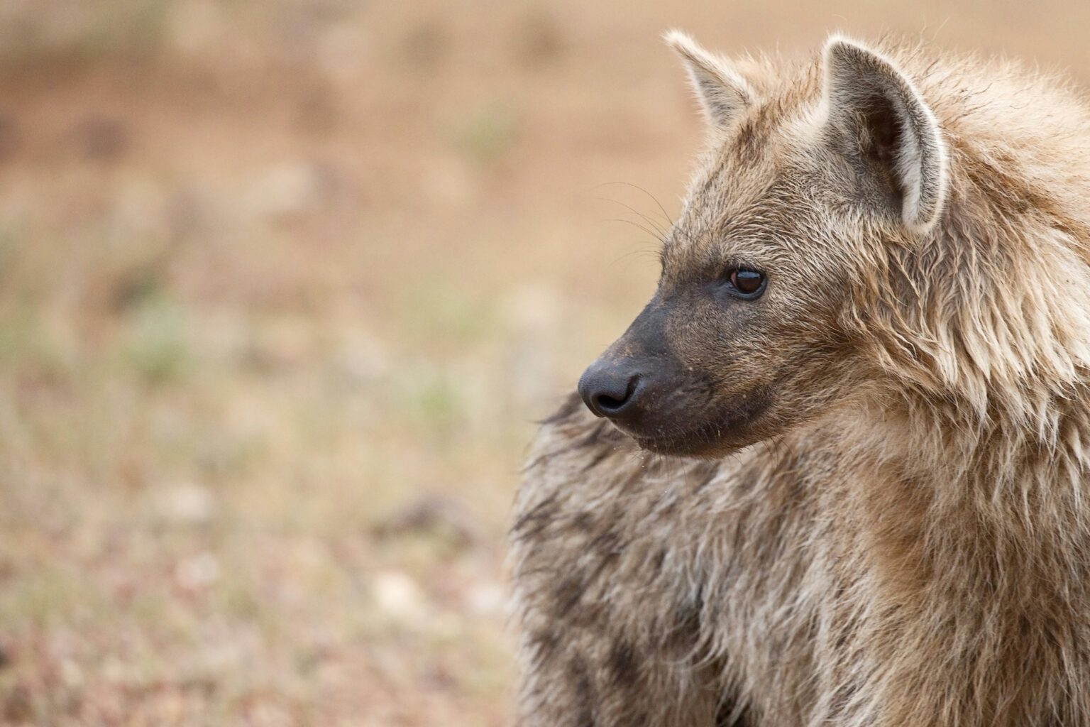 Wilde Tracks – Change Today To Protect Tomorrow