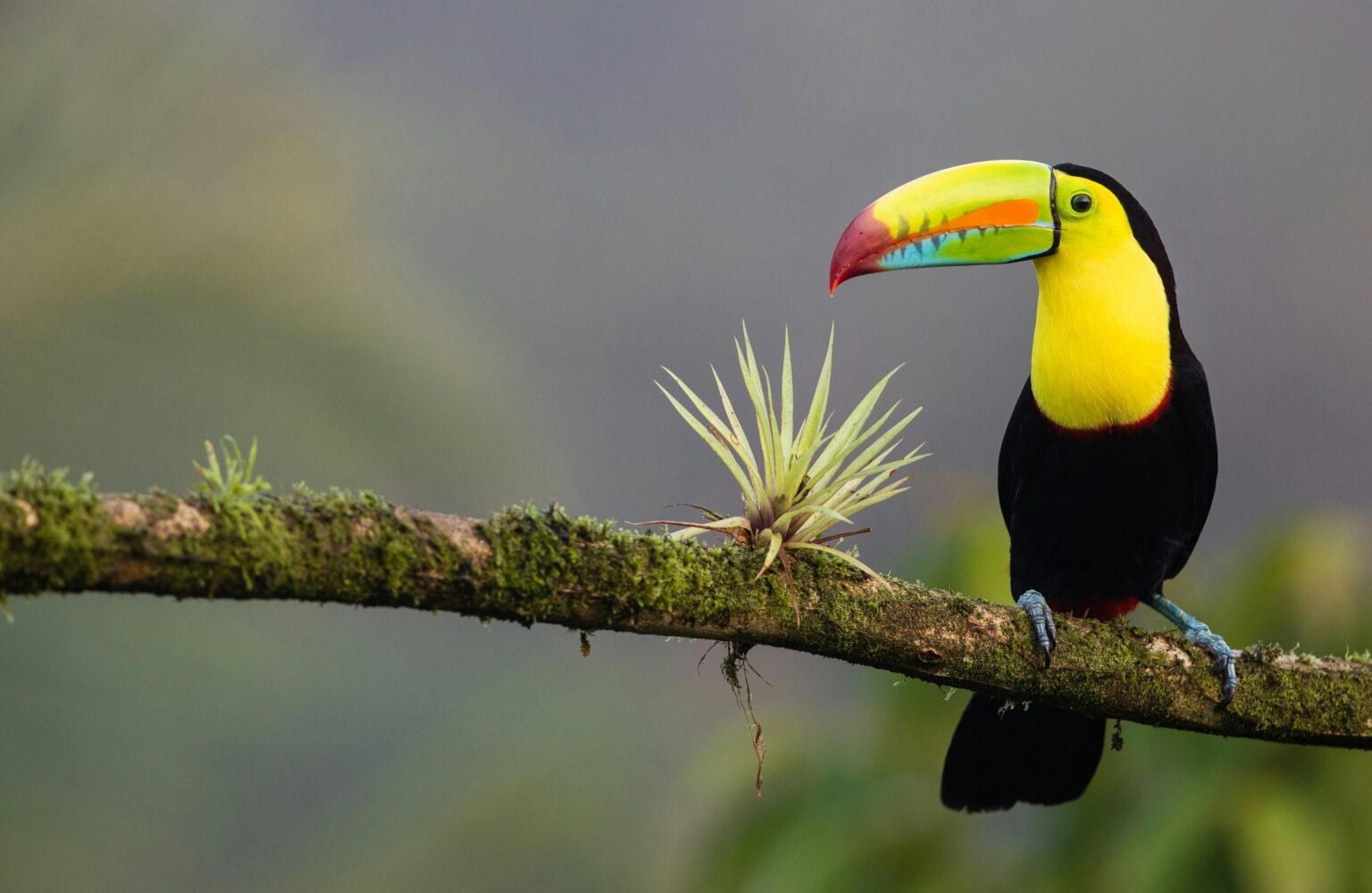 Wilde Tracks – Change Today To Protect Tomorrow