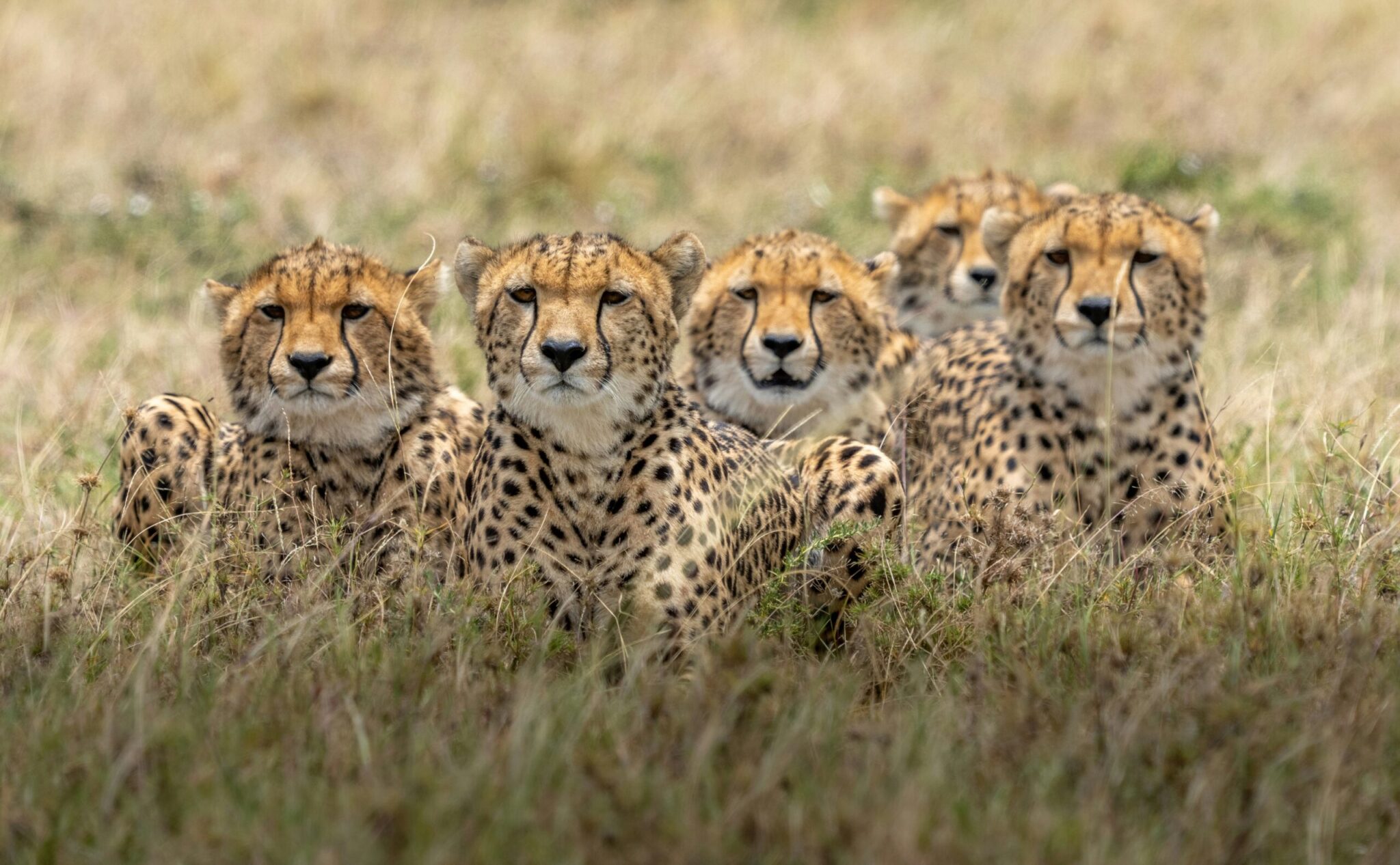 Wilde Tracks – Change Today To Protect Tomorrow